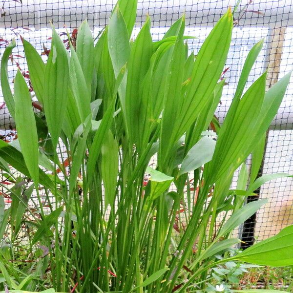 Aquarius Glaucus Plant Care & How to Grow, Water