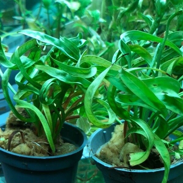 Aquarius Major Plant Care & How to Grow, Water