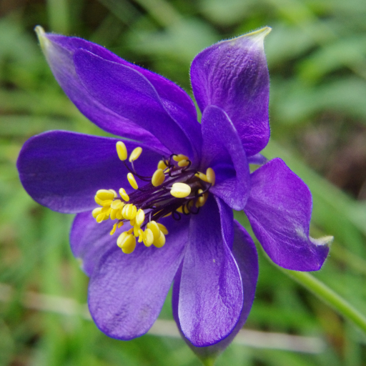 Alpine Columbine (Aquilegia Alpina) Plant Care & How to Grow, Water