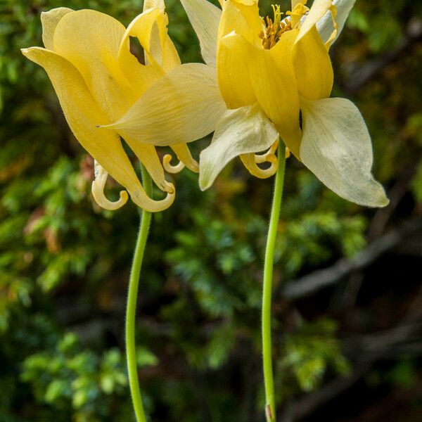 Aquilegia Aurea Plant Care & How to Grow, Water
