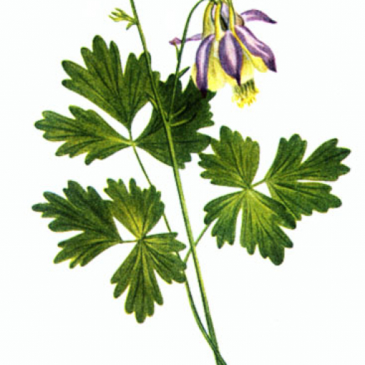 Small-Flower Columbine (Aquilegia Brevistyla) Care Guide: Water, Soil ...