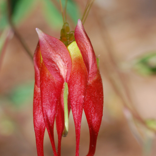 Red Columbine (Aquilegia Canadensis) Plant Care & How to Grow, Water