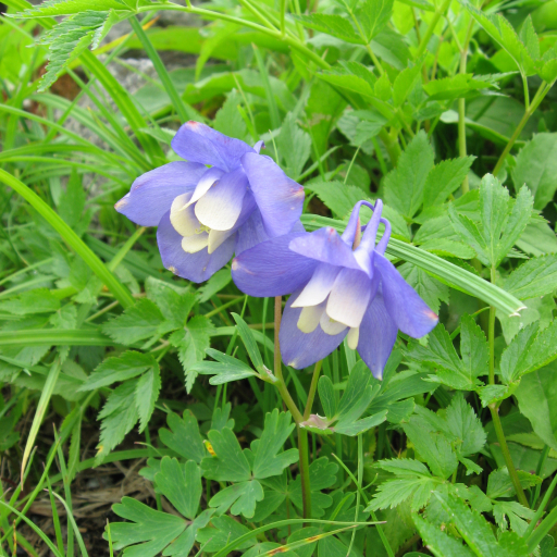 Fan Columbine (Aquilegia Flabellata) Plant Care & How to Grow, Water