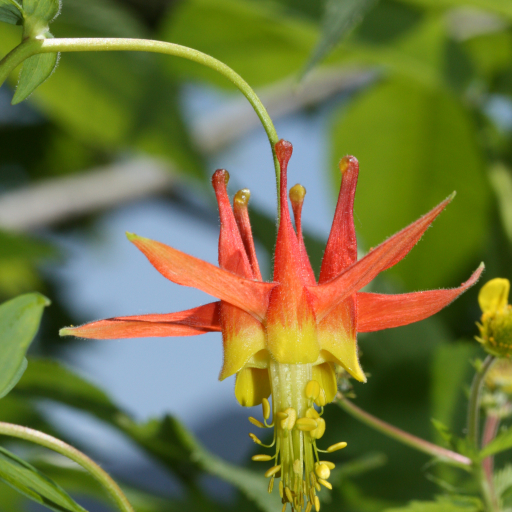Crimson Columbine (Aquilegia Formosa) Plant Care & How to Grow, Water