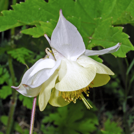 Fragrant Columbine (Aquilegia Fragrans) Plant Care & How to Grow, Water
