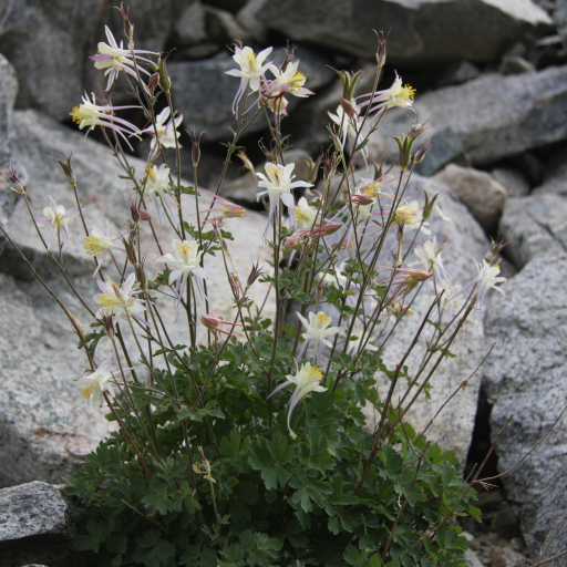 Sierra Columbine (Aquilegia Pubescens) Plant Care & How to Grow, Water
