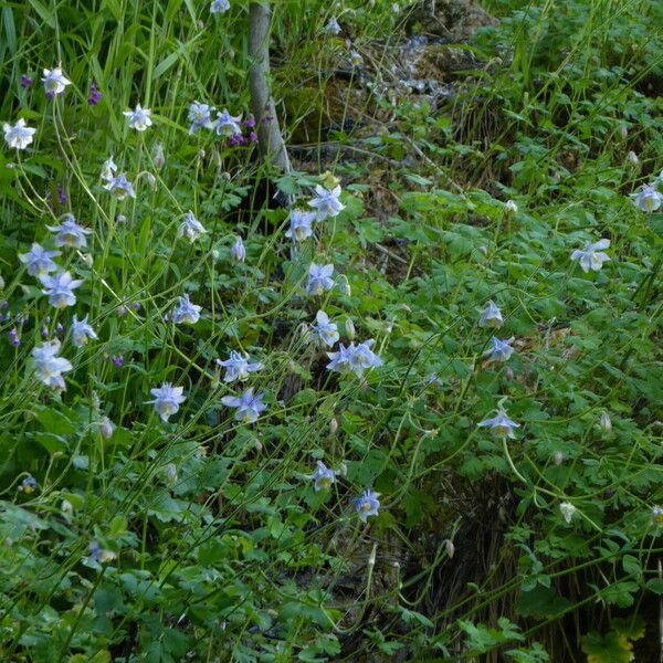 Aquilegia Vicaria Plant Care & How to Grow, Water