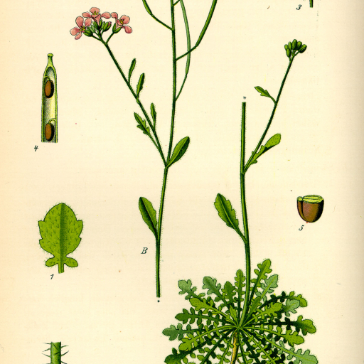 Sand Rock-cress (Arabidopsis Arenosa) Plant Care & How to Grow, Water