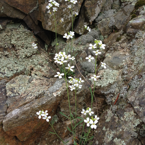 Lyrate Rockcress (Arabidopsis Lyrata) Care Guide: Water, Soil ...