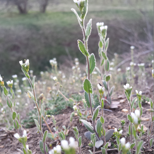 Annual Rockcress (Arabis Auriculata) Plant Care & How to Grow, Water