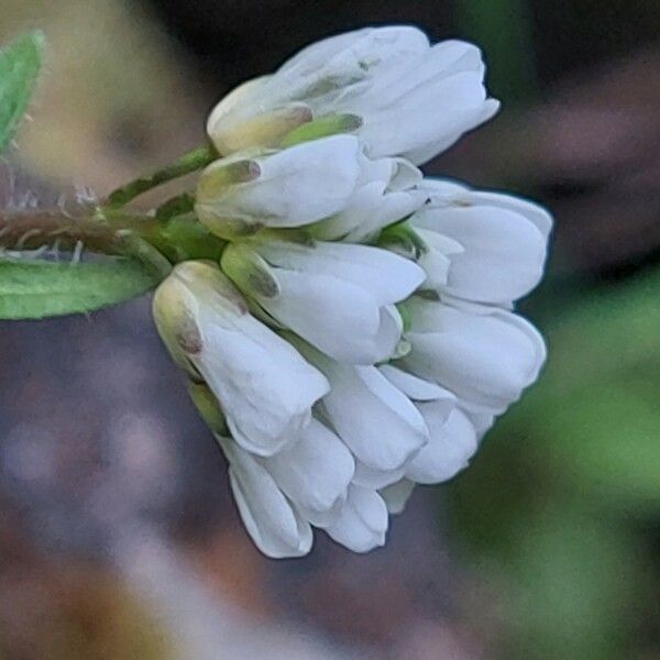 Fringed Rockcress (Arabis Ciliata) Plant Care & How to Grow, Water