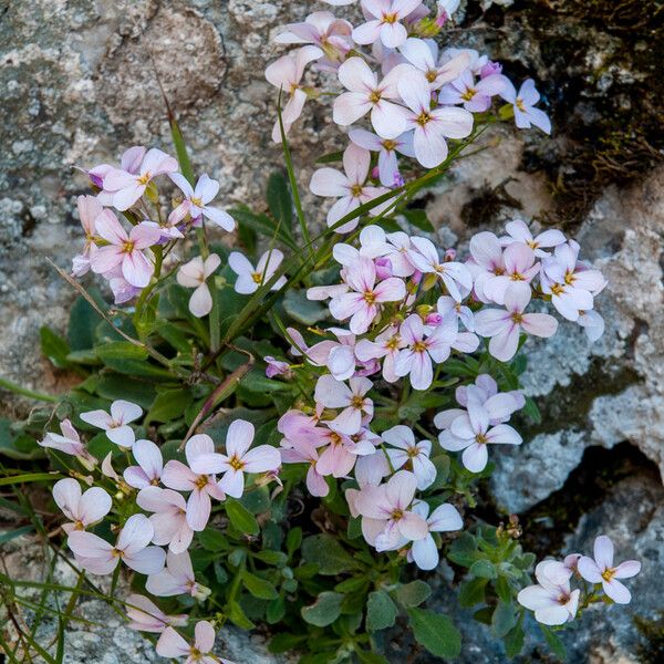 Arabis Cypria Plant Care & How to Grow, Water