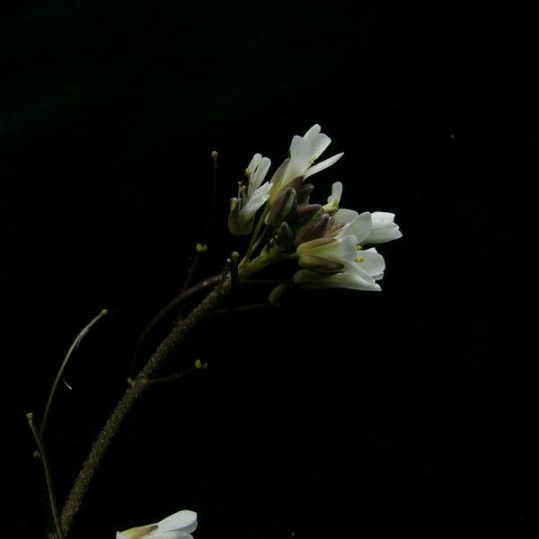 Arabis Pterosperma Plant Care & How to Grow, Water