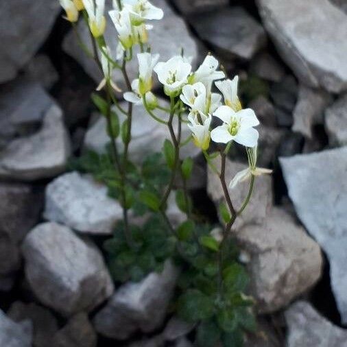 Dwarf Rockcress (Arabis Pumila) Plant Care & How to Grow, Water