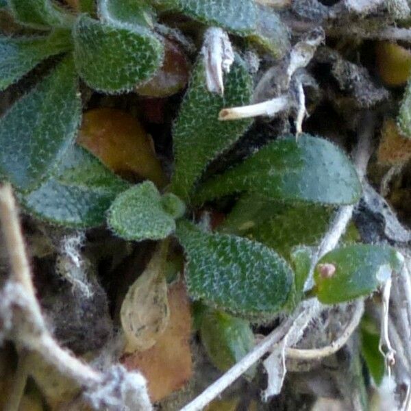 Arabis Serpillifolia Plant Care & How to Grow, Water