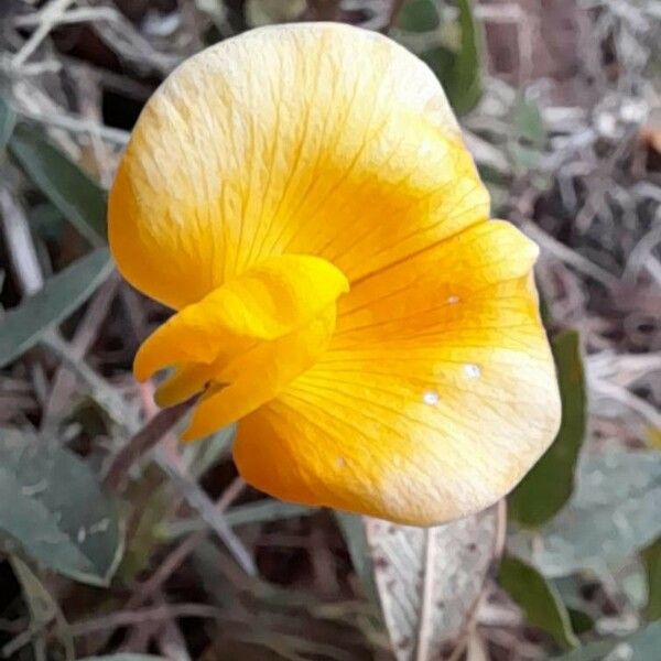 Arachis Burkartii Care Guide: Water, Soil & Propagation - Plantiary