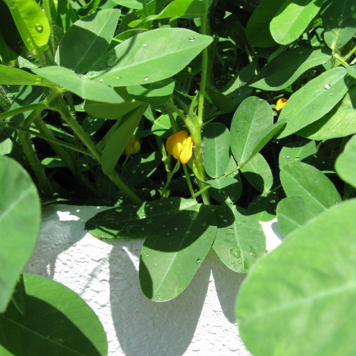 Peanut (Arachis Hypogaea) Plant Care & How to Grow, Water