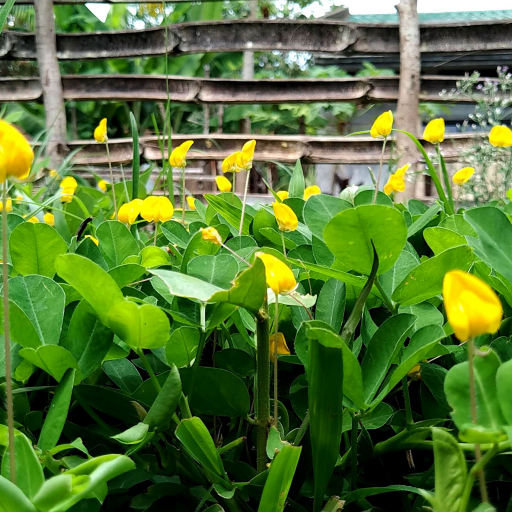 Pinto Peanut (Arachis Pintoi) Plant Care & How to Grow, Water