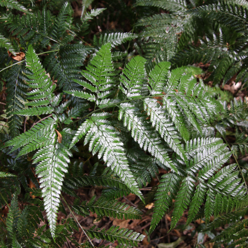 Prickly Shield Fern (Arachniodes Aristata) Plant Care & How to Grow, Water