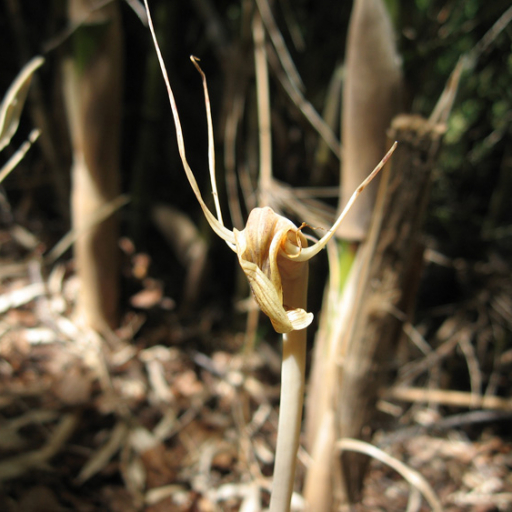Spider-Flower (Arachnitis Uniflora) Plant Care & How to Grow, Water