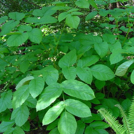 California Spikenard (Aralia Californica) Plant Care & How to Grow, Water