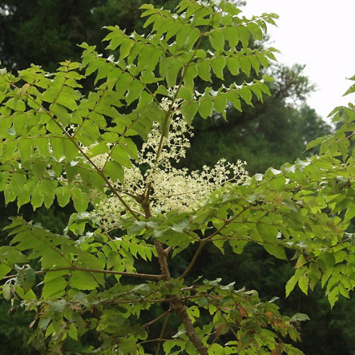 Japanese Angelica Tree (Aralia Elata) Plant Care & How to Grow, Water