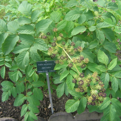 American Spikenard (Aralia Racemosa) Plant Care & How to Grow, Water