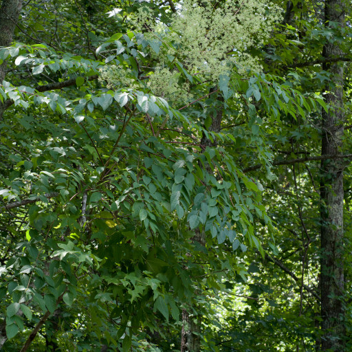 Devil's-Walkingstick (Aralia Spinosa) Plant Care & How to Grow, Water