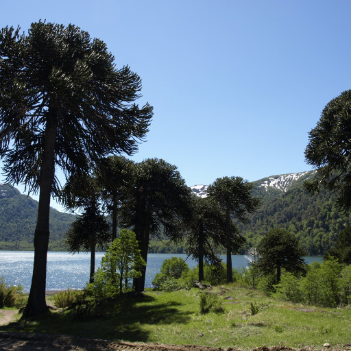 Monkey Puzzle Tree (Araucaria Araucana) Plant Care & How to Grow, Water