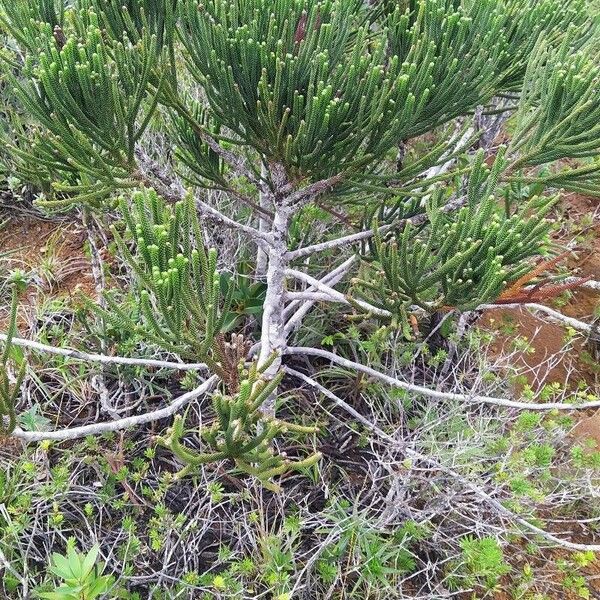 Goro Araucaria (Araucaria Goroensis) Plant Care & How to Grow, Water