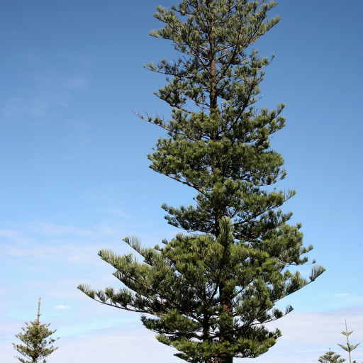 Norfolk Island Pine (Araucaria Heterophylla) Plant Care & How to Grow ...