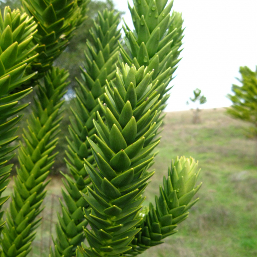 Rule Araucaria (Araucaria Rulei) Plant Care & How to Grow, Water