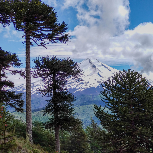 Araucaria Plant Care & How to Grow, Water