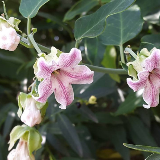 Creeping Thistle (Cirsium Arvense) Plant Care & How to Grow, Water
