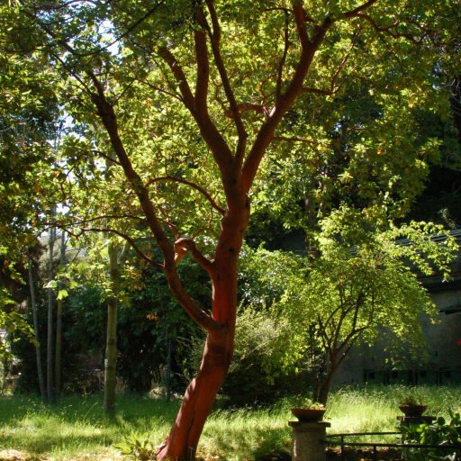 Greek Strawberry-Tree (Arbutus Andrachne) Care Guide: Water, Soil ...