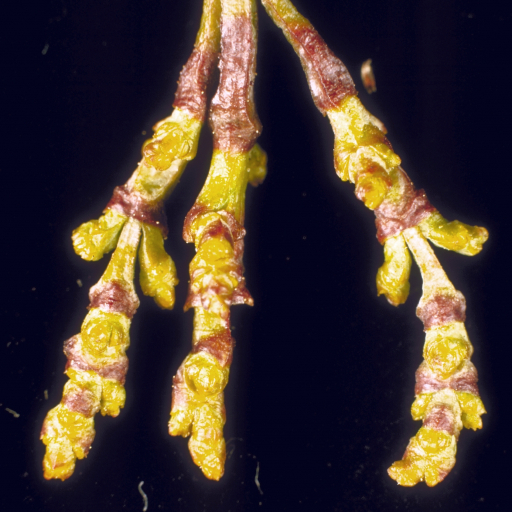 Western Dwarf Mistletoe (Arceuthobium Campylopodum) Plant Care & How to ...