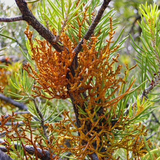 Pinyon Dwarf-Mistletoe (Arceuthobium Divaricatum) Plant Care & How to ...
