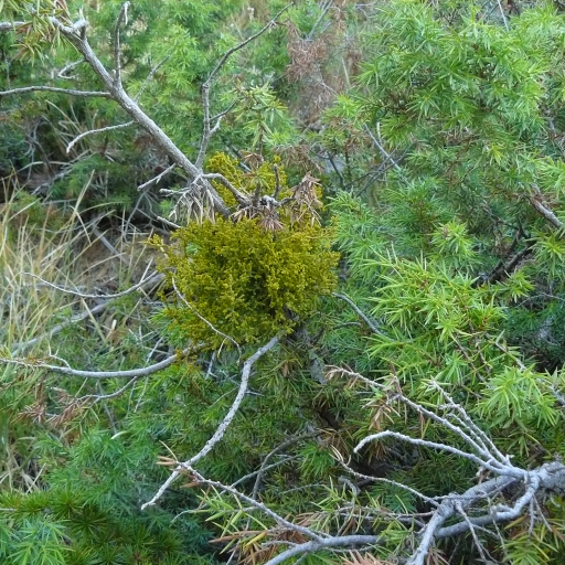 Juniper Dwarf-Mistletoe (Arceuthobium Oxycedri) Plant Care & How to ...