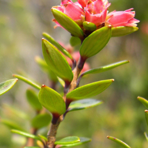 Archeria Traversii Plant Care & How to Grow, Water