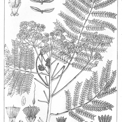 Archidendron Clypearia Plant Care & How to Grow, Water