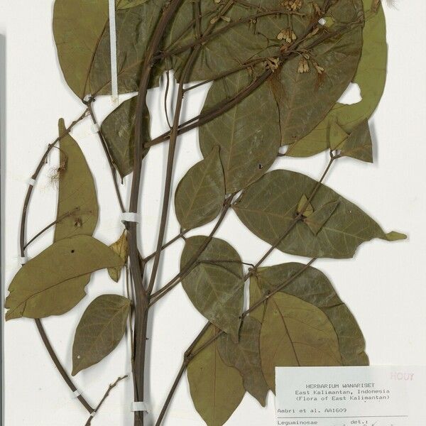 Archidendron Globosum Plant Care & How to Grow, Water