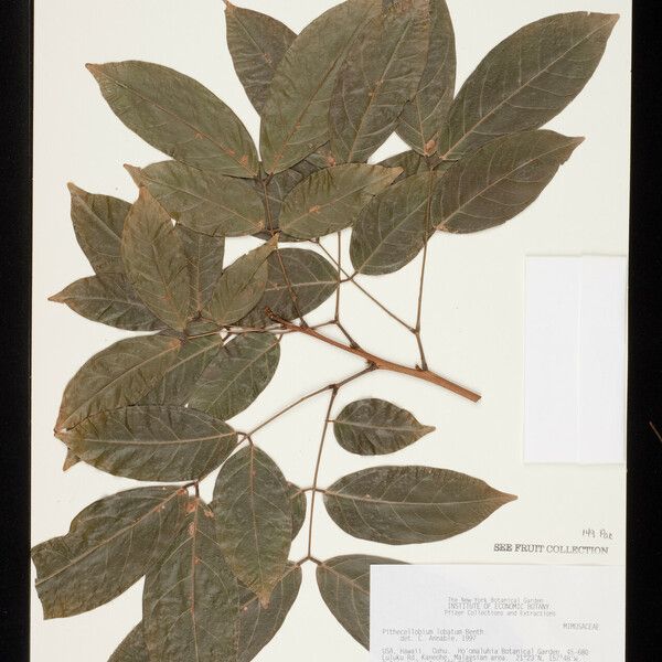 Jengkol (Archidendron Jiringa) Plant Care & How to Grow, Water