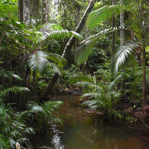 Alexandra Palm (Archontophoenix Alexandrae) Plant Care & How to Grow, Water