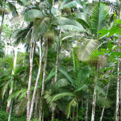 Walsh River Palm (Archontophoenix Maxima) Care Guide: Water, Soil ...