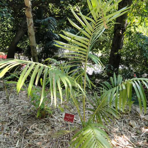 Mount Lewis King Palm (Archontophoenix Purpurea) Care Guide: Water ...