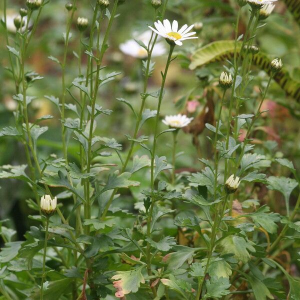 Arctic Daisy (Arctanthemum Arcticum) Plant Care & How to Grow, Water