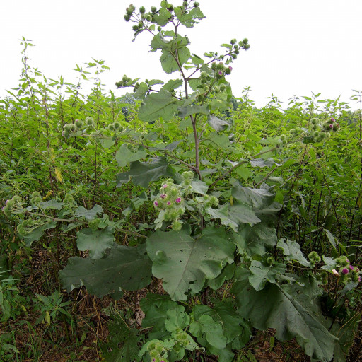 Great Burdock (Arctium Lappa) Plant Care & How to Grow, Water