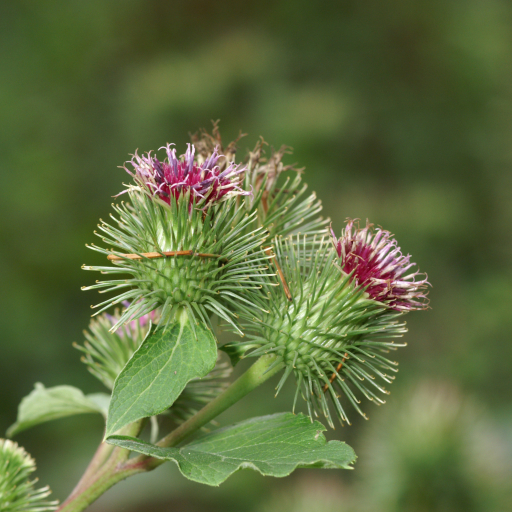Harelock (Arctium Nemorosum) Plant Care & How to Grow, Water