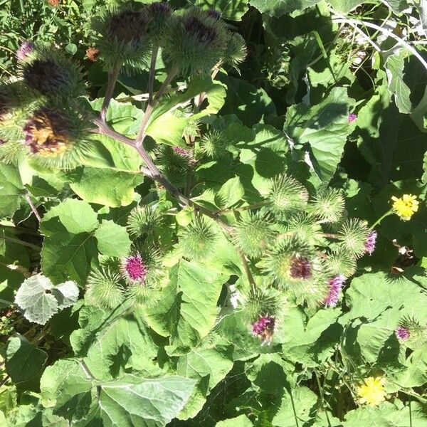 Burrdock (Arctium × Nothum) Plant Care & How to Grow, Water