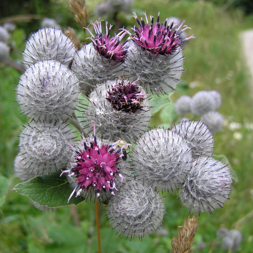 Burdock (Arctium) Plant Care & How to Grow, Water
